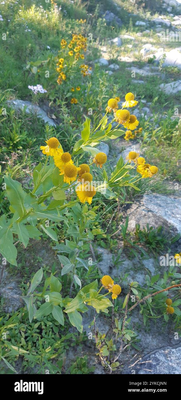 common sneezeweed (Helenium autumnale Stock Photo - Alamy