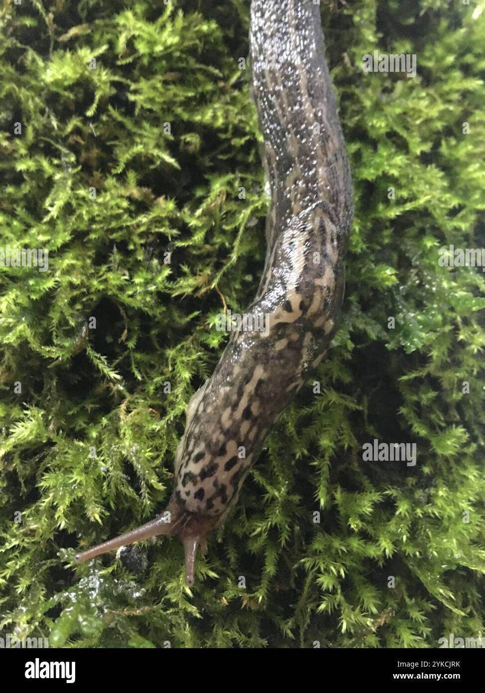Leopard Slug (Limax maximus Stock Photo - Alamy