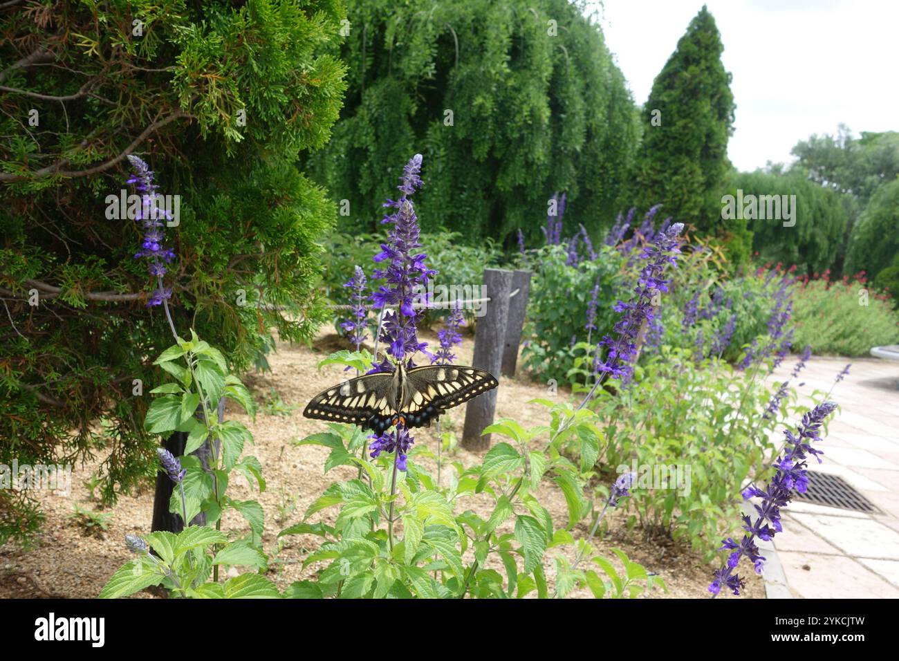 Japanese Common Swallowtail (Papilio machaon hippocrates Stock Photo ...
