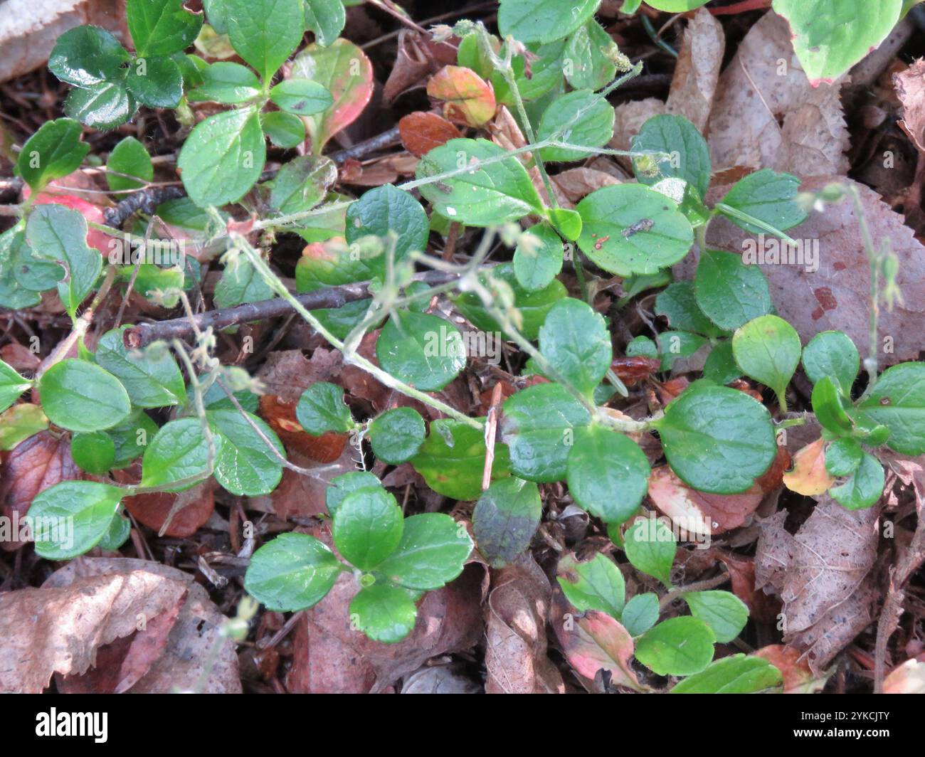 Twinflower (Linnaea borealis Stock Photo - Alamy