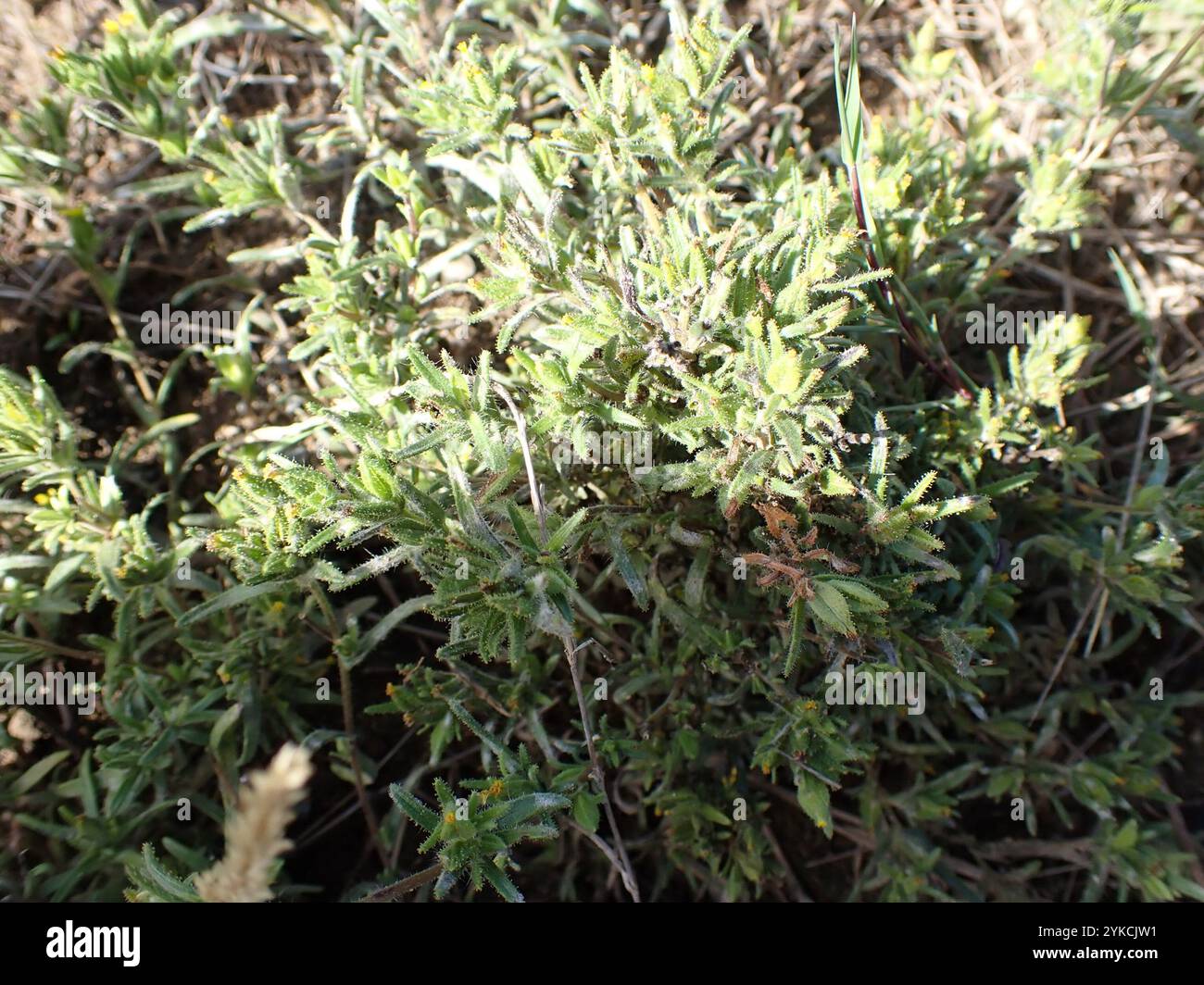 mountain tarweed (Madia glomerata Stock Photo - Alamy