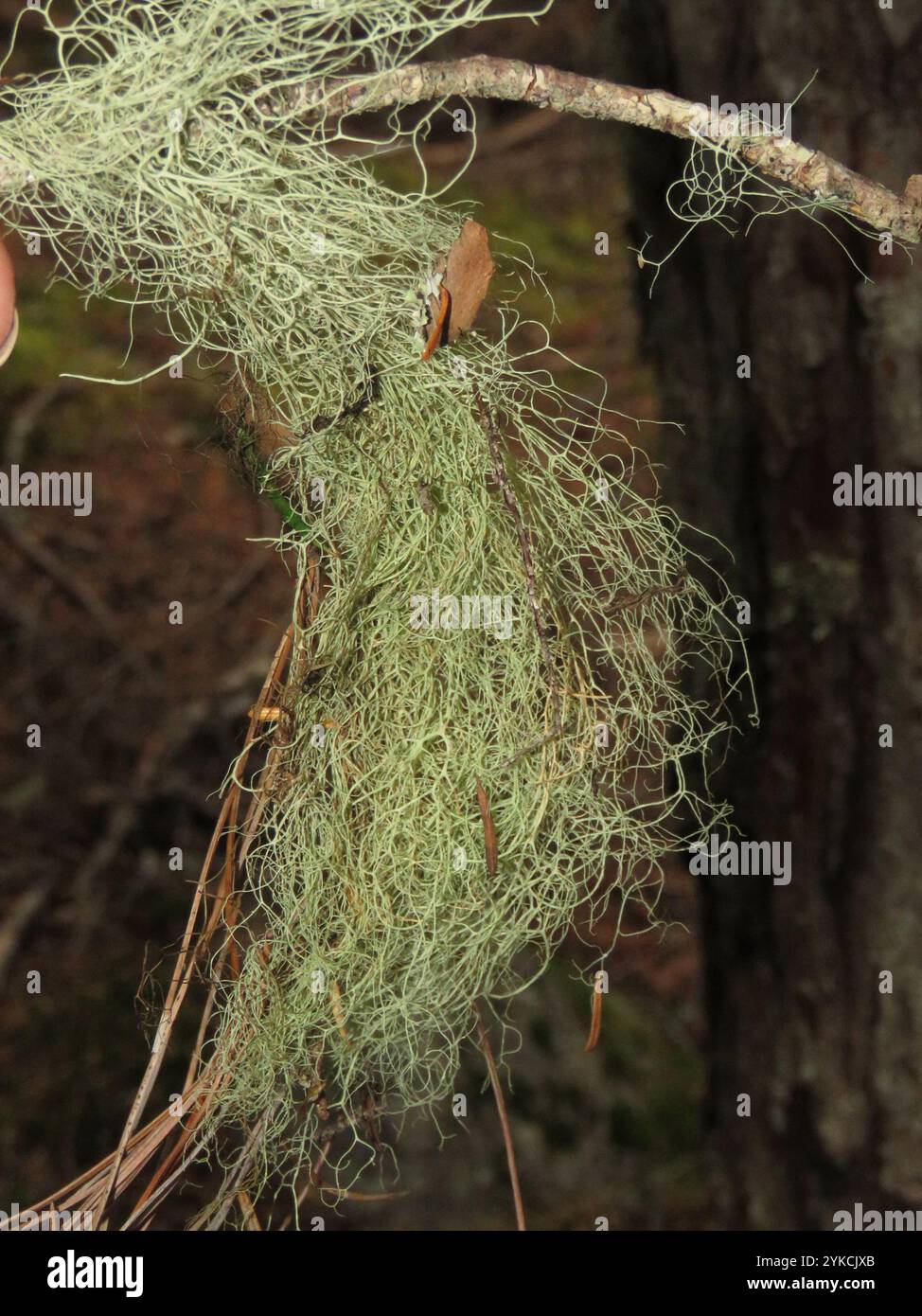 Witch's Hair (Alectoria sarmentosa Stock Photo - Alamy