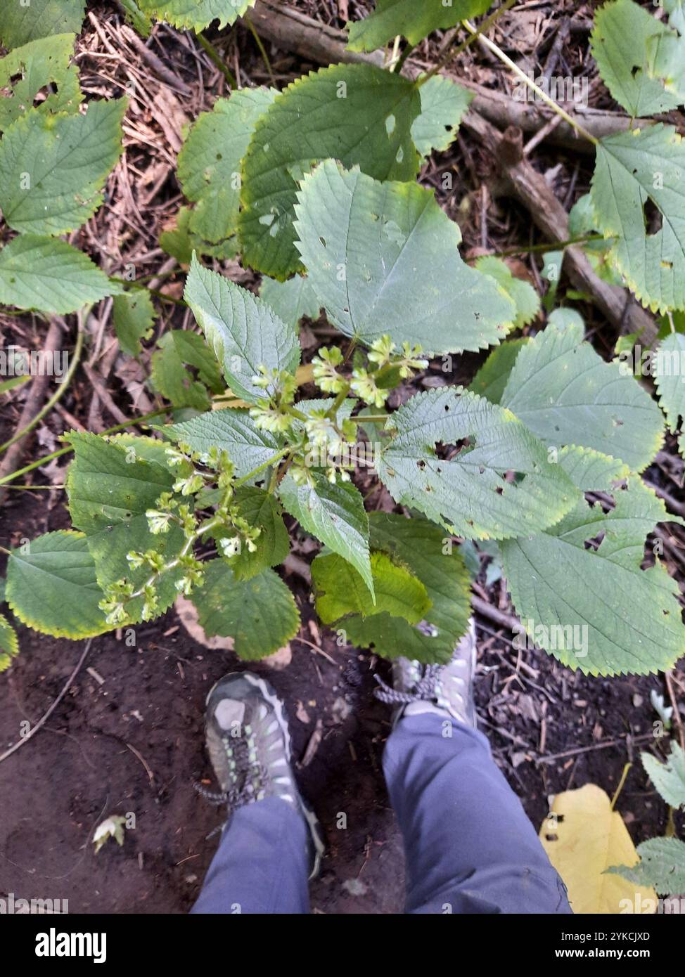 wood nettle (Laportea canadensis Stock Photo - Alamy