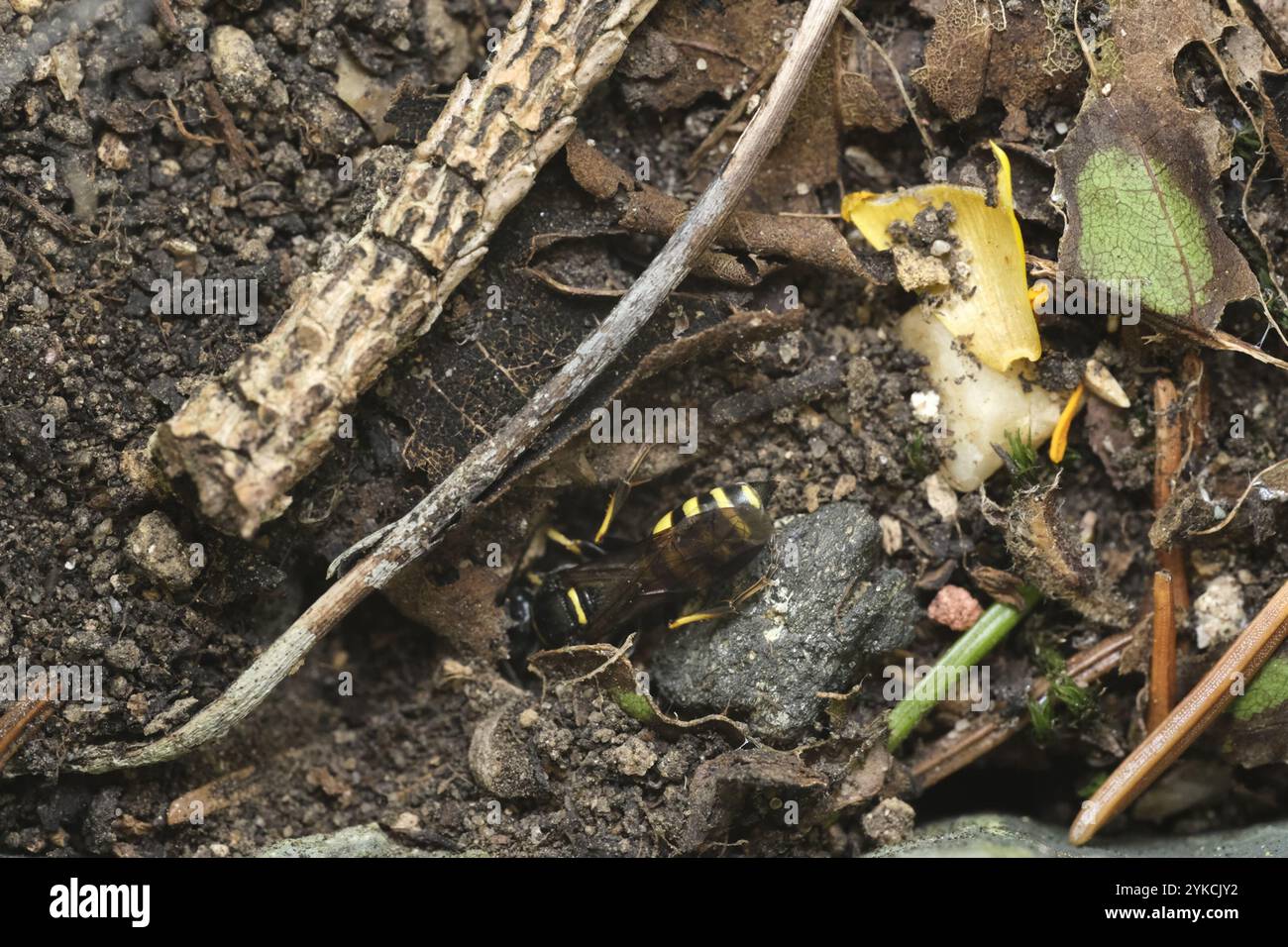 Broad-banded Hopper Wasp (Gorytes laticinctus Stock Photo - Alamy