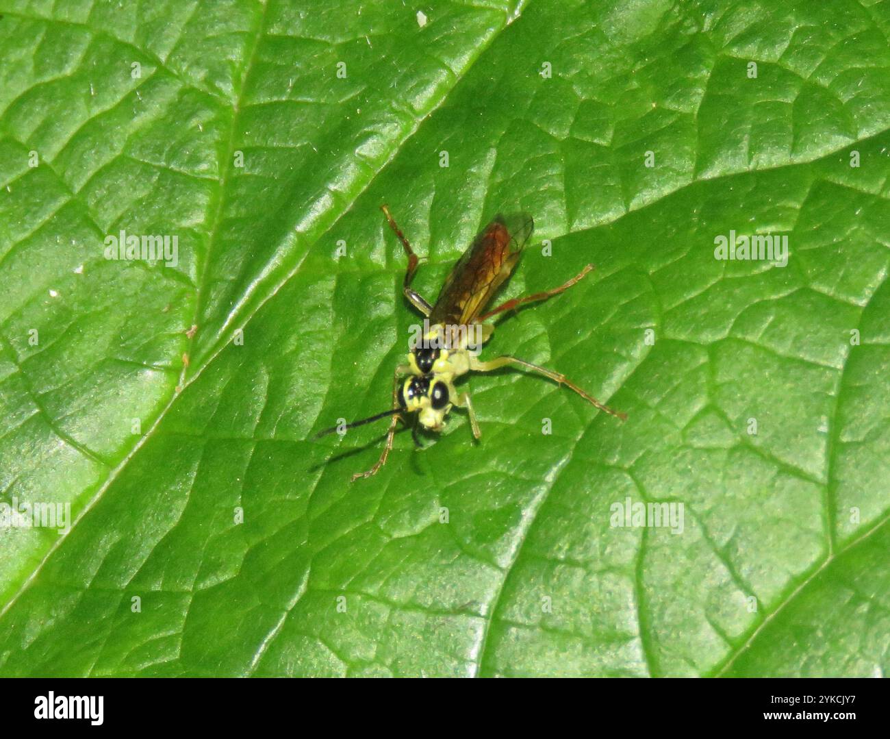 Sawflies, Horntails, and Wood Wasps (Symphyta Stock Photo - Alamy