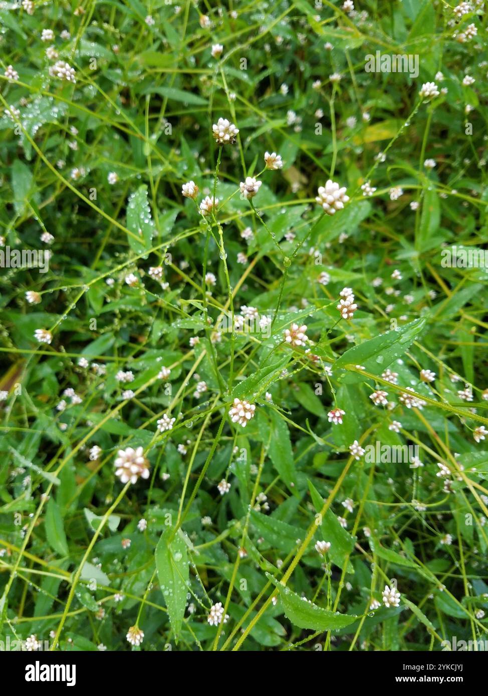 arrow-leaved tearthumb (Persicaria sagittata Stock Photo - Alamy