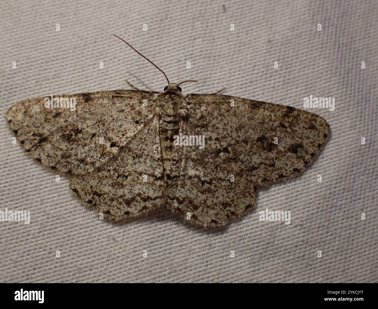Small Engrailed (Ectropis crepuscularia Stock Photo - Alamy