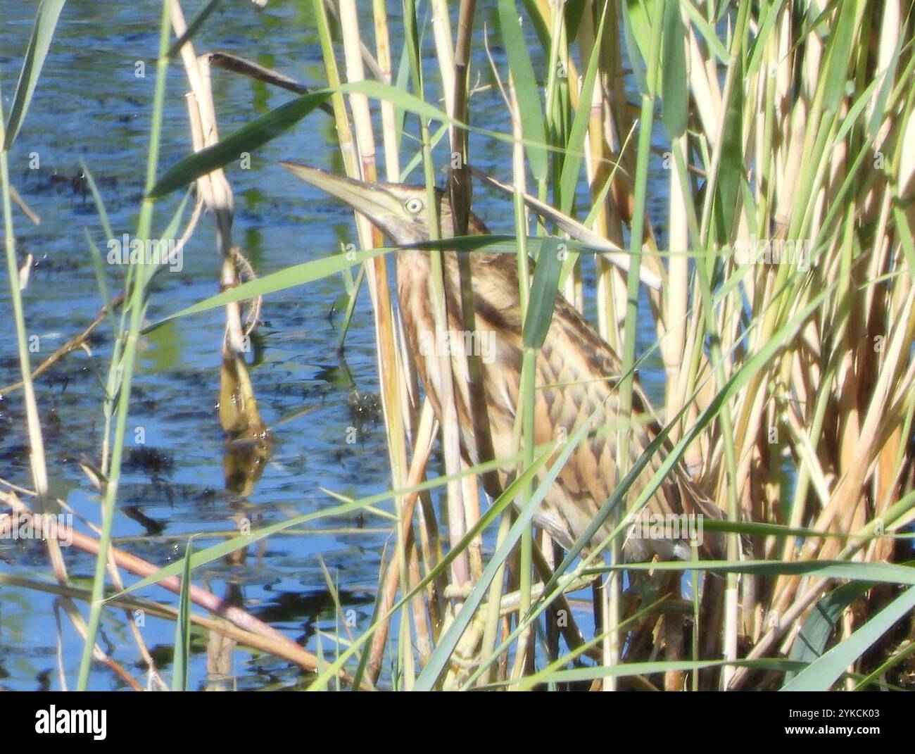 Eurasian Bittern (Botaurus stellaris Stock Photo - Alamy