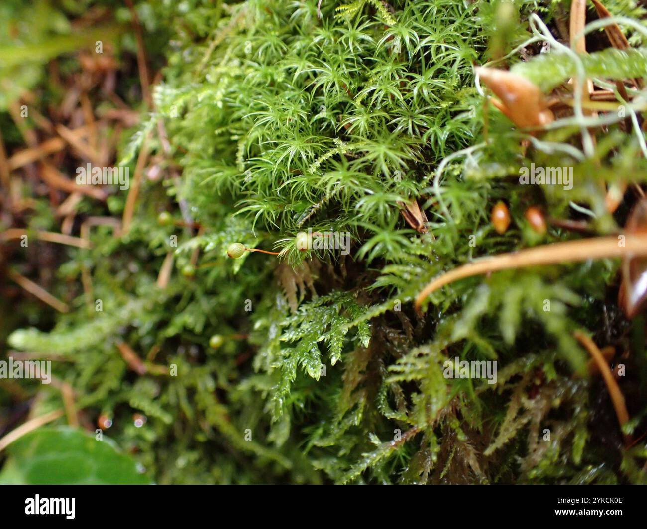 Common Apple-moss (Bartramia pomiformis Stock Photo - Alamy