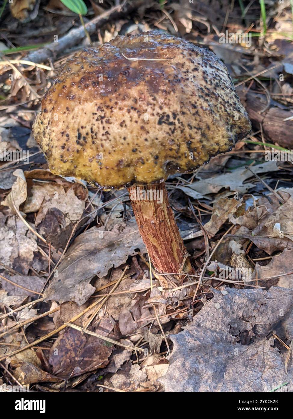 Russell's Bolete (Aureoboletus russellii Stock Photo - Alamy