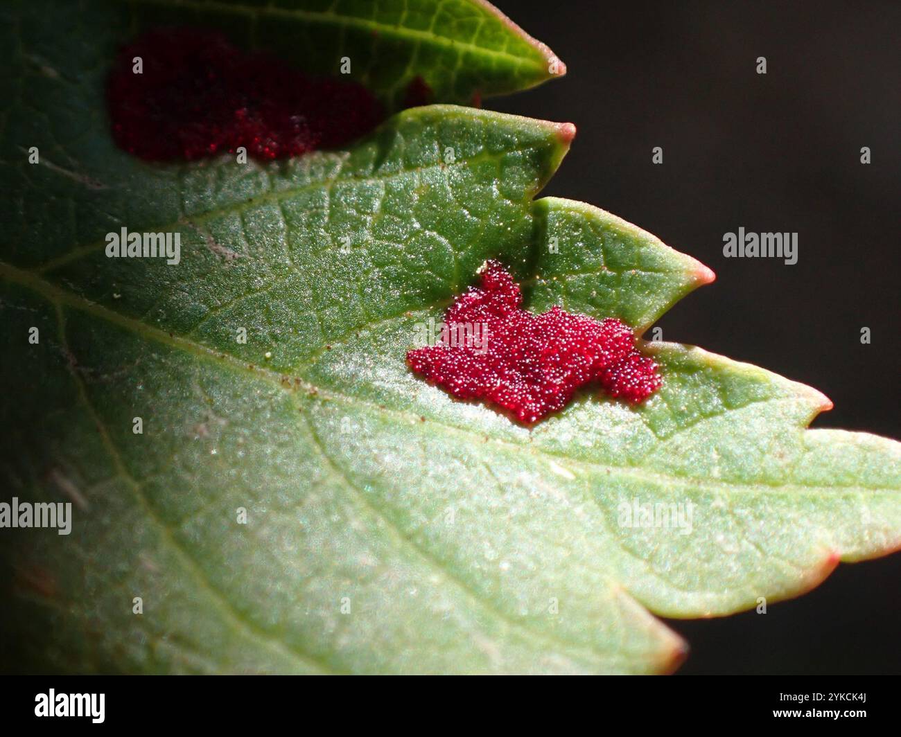 Rocky Mountain Maple Felt Mite (Aceria calaceris Stock Photo - Alamy