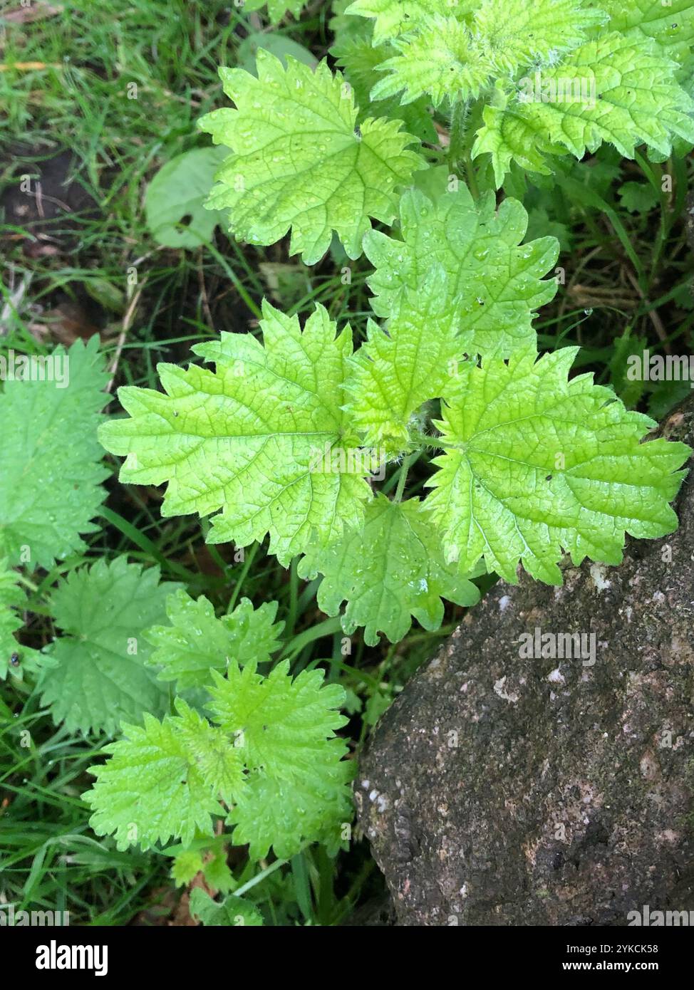 Dwarf nettle urtica urens hi-res stock photography and images - Alamy