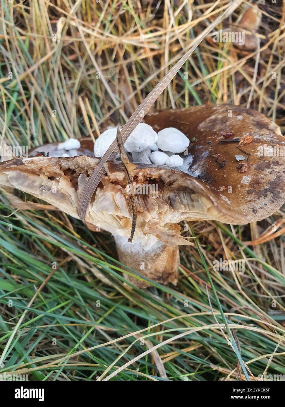 Powder Cap (Asterophora lycoperdoides Stock Photo - Alamy