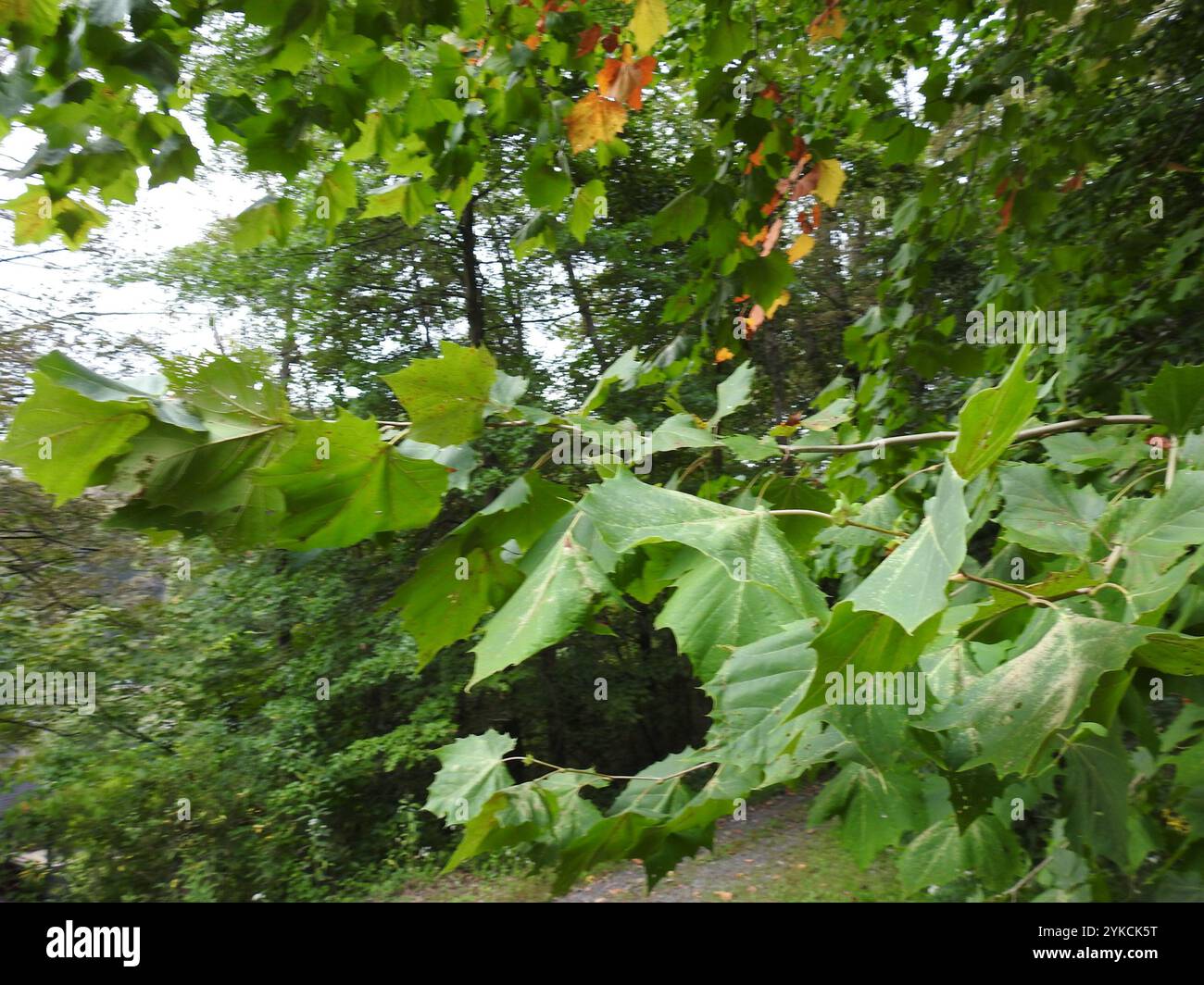 American sycamore (Platanus occidentalis Stock Photo - Alamy