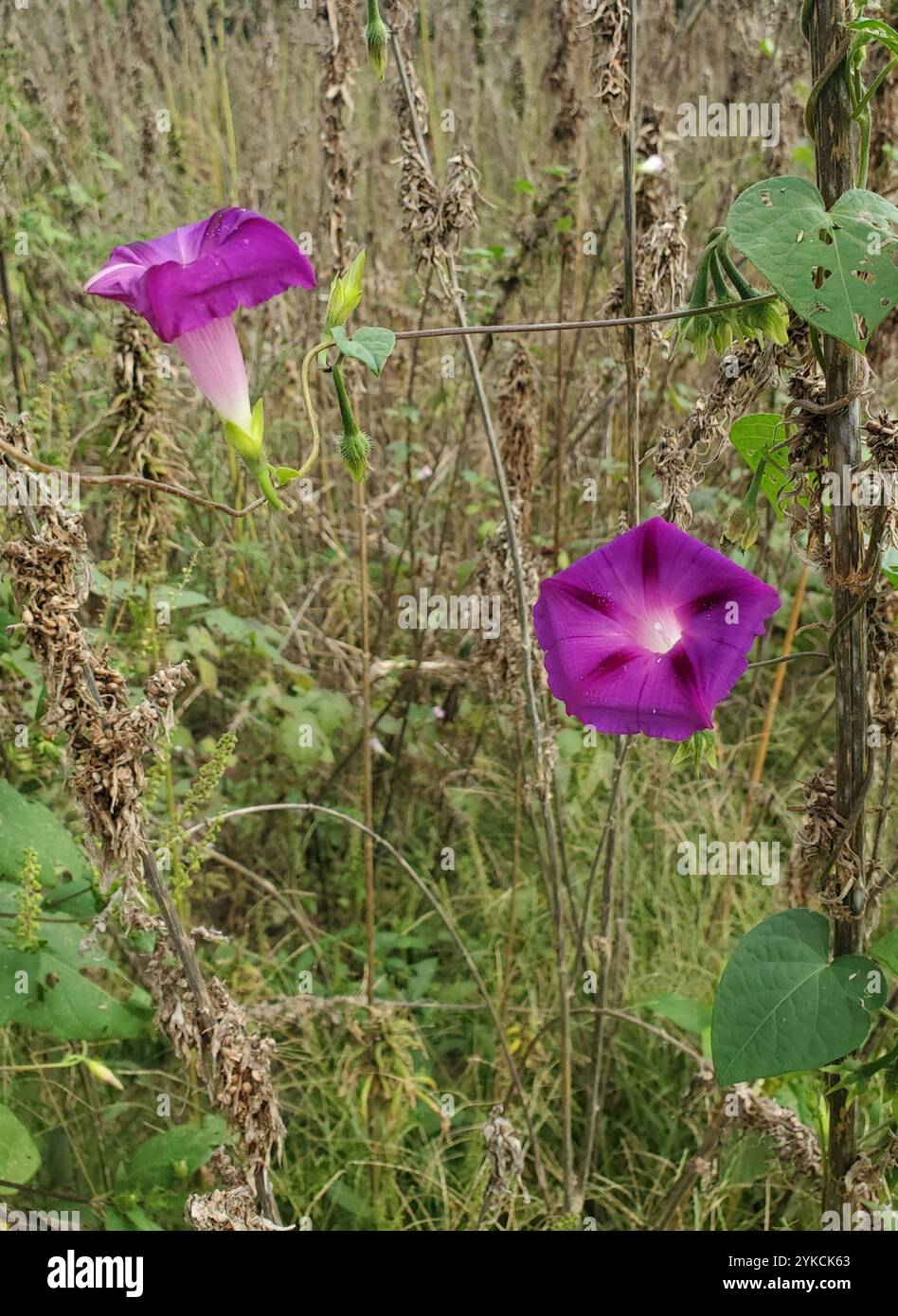common morning-glory (Ipomoea purpurea Stock Photo - Alamy