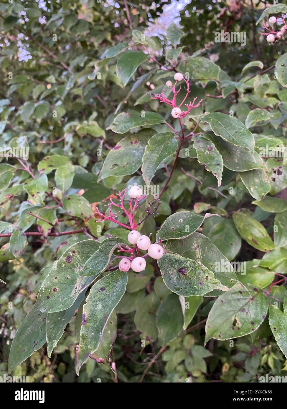 gray dogwood (Cornus racemosa Stock Photo - Alamy