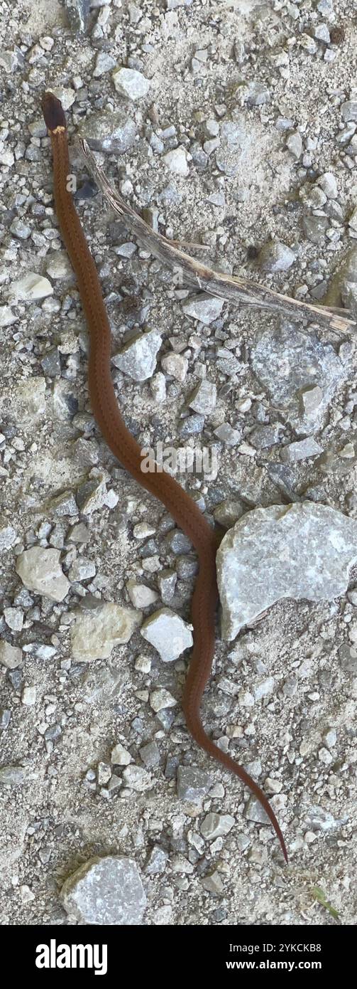 Red-bellied Snake (Storeria occipitomaculata Stock Photo - Alamy