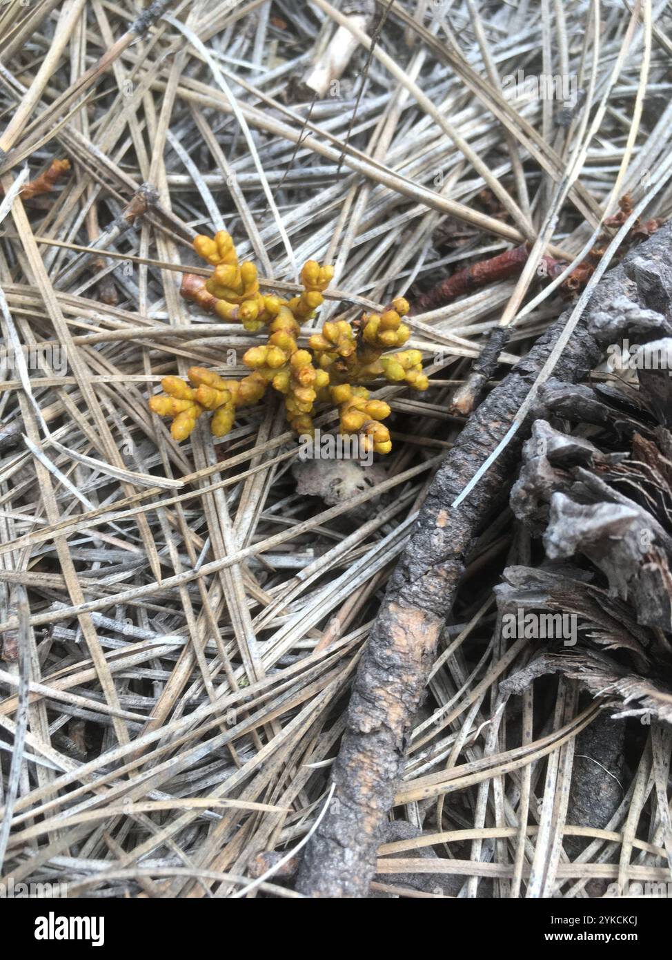Southwestern Dwarf-Mistletoe (Arceuthobium vaginatum Stock Photo - Alamy