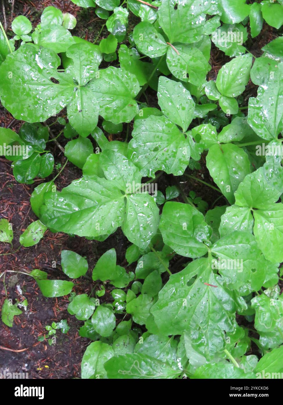 Sitka valerian (Valeriana sitchensis Stock Photo - Alamy