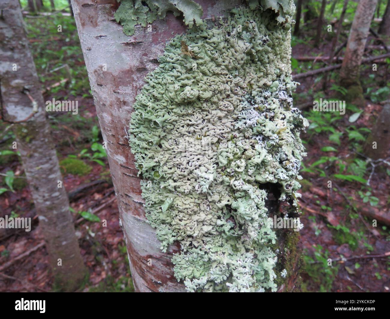 common lichens (Lecanoromycetes Stock Photo - Alamy