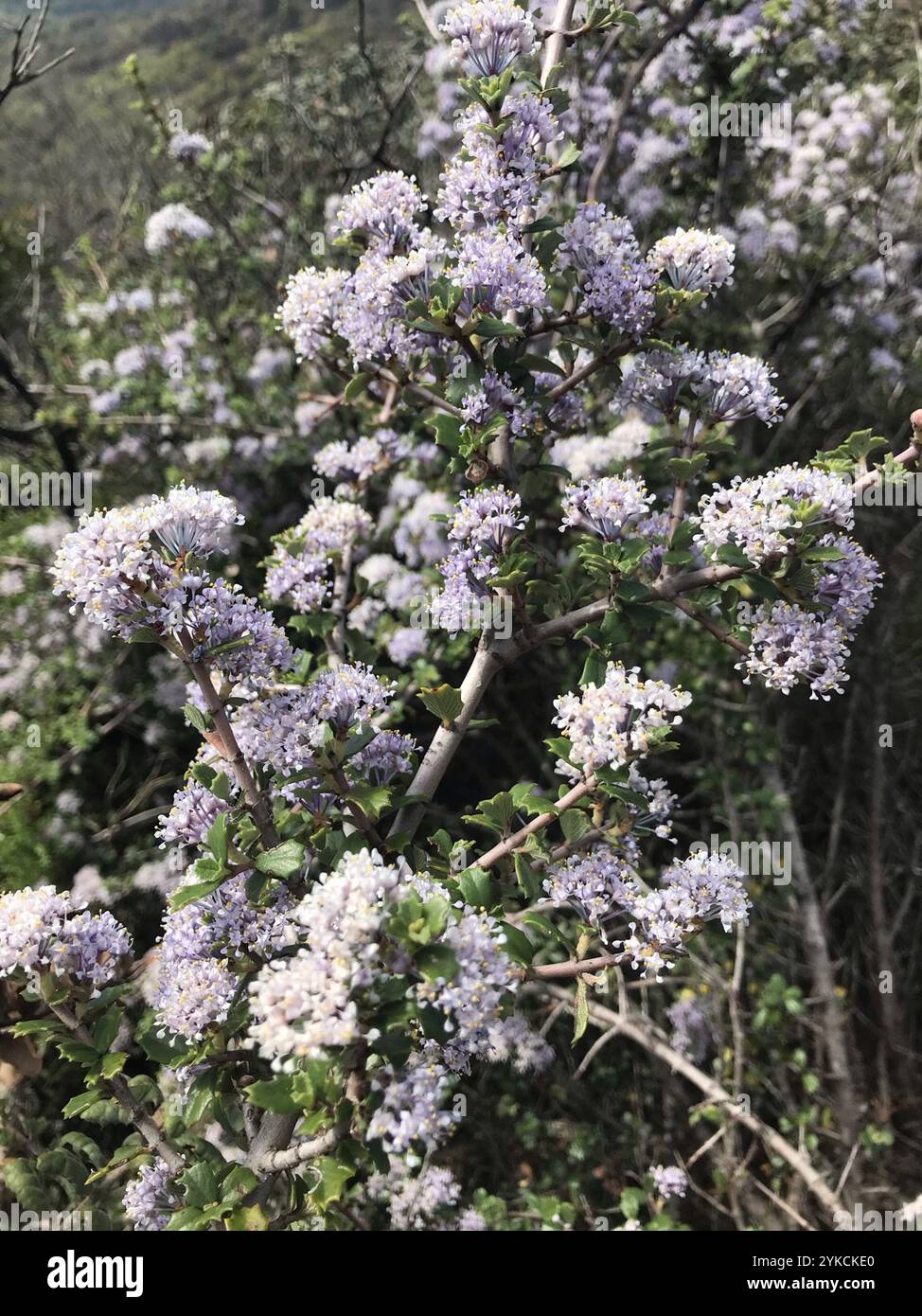 Buckbrush (Ceanothus cuneatus Stock Photo - Alamy