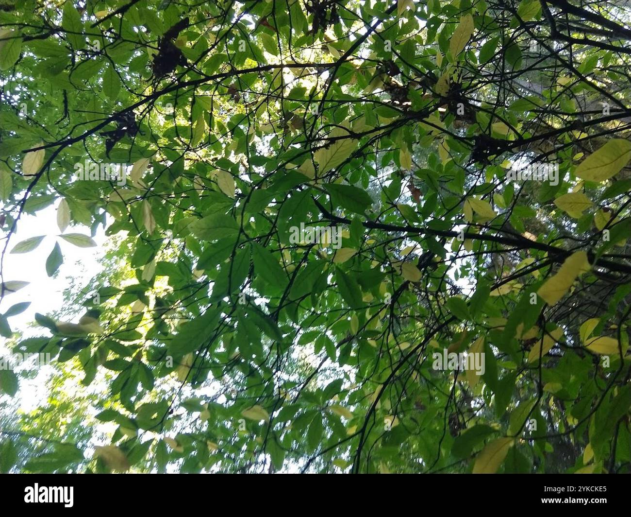 Osoberry (Oemleria cerasiformis Stock Photo - Alamy