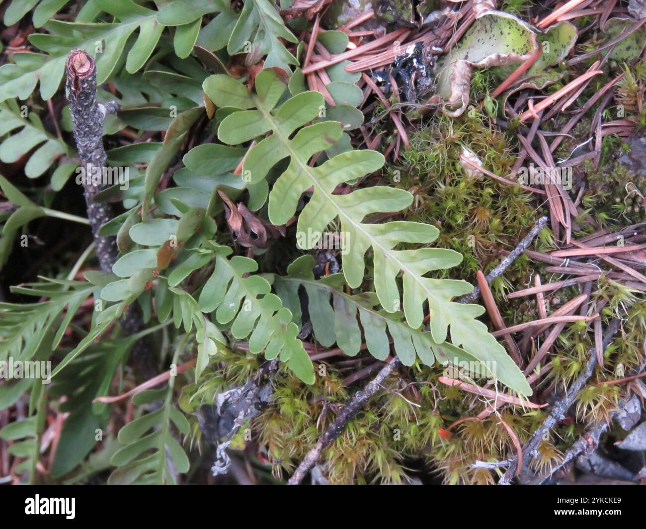 polypody ferns (Polypodium Stock Photo - Alamy
