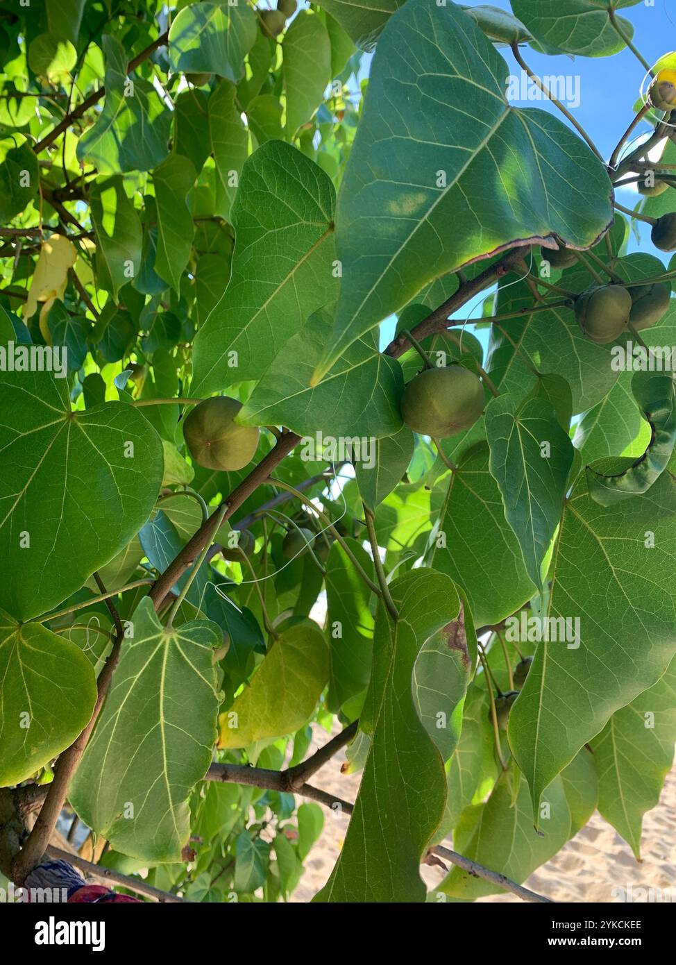 Portia tree (Thespesia populnea Stock Photo - Alamy