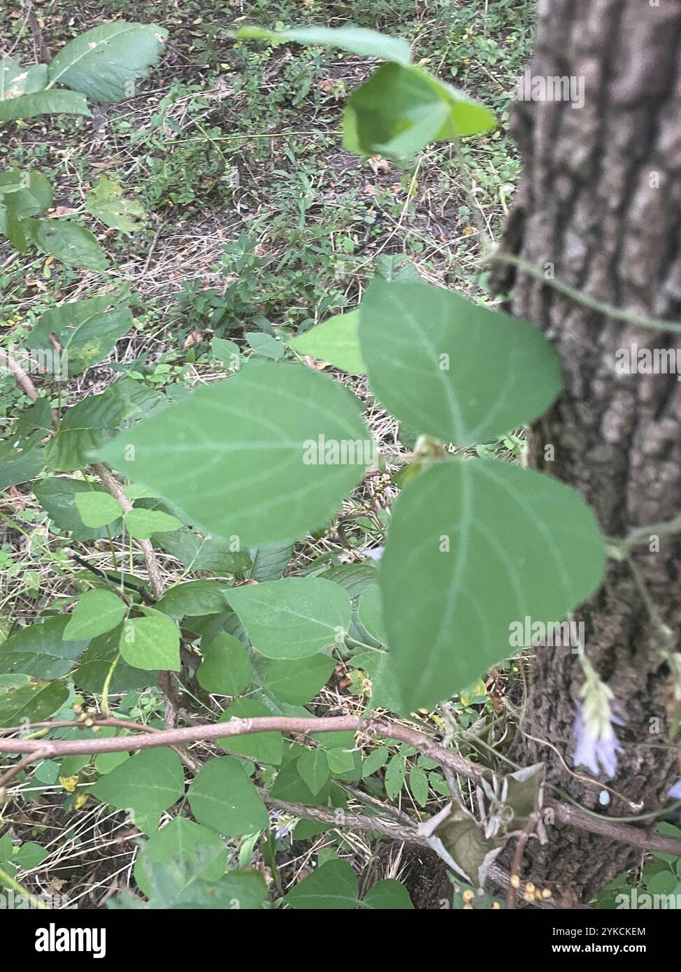 American hog-peanut (Amphicarpaea bracteata Stock Photo - Alamy