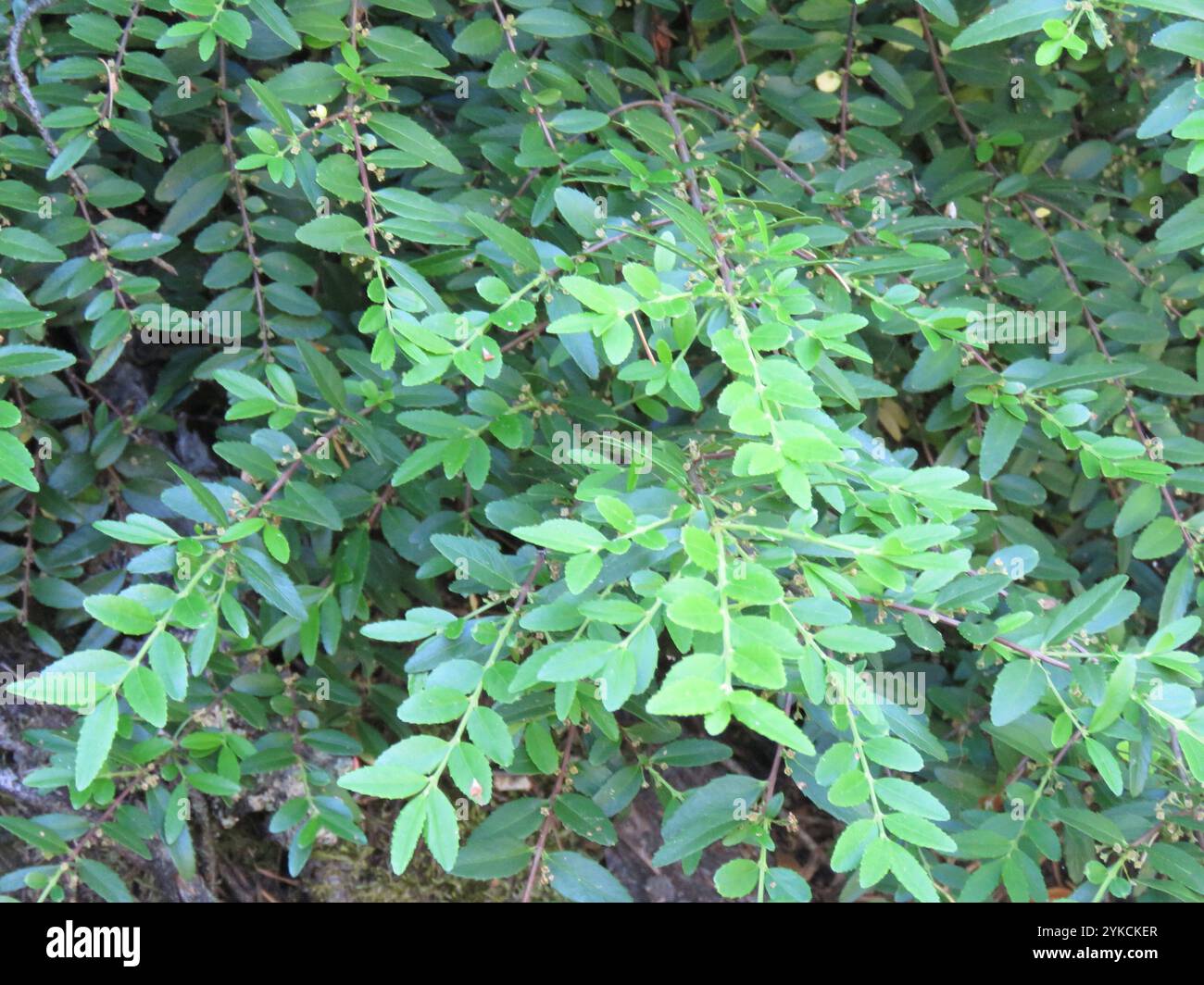 Oregon Boxwood (Paxistima myrsinites Stock Photo - Alamy