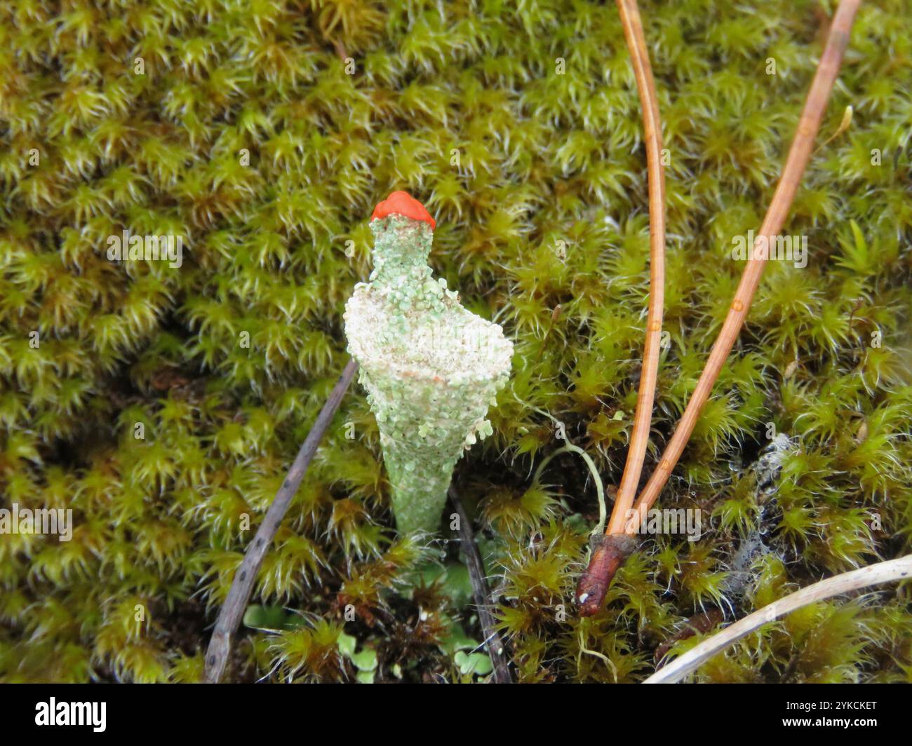 pixie cup and reindeer lichens (Cladonia Stock Photo - Alamy