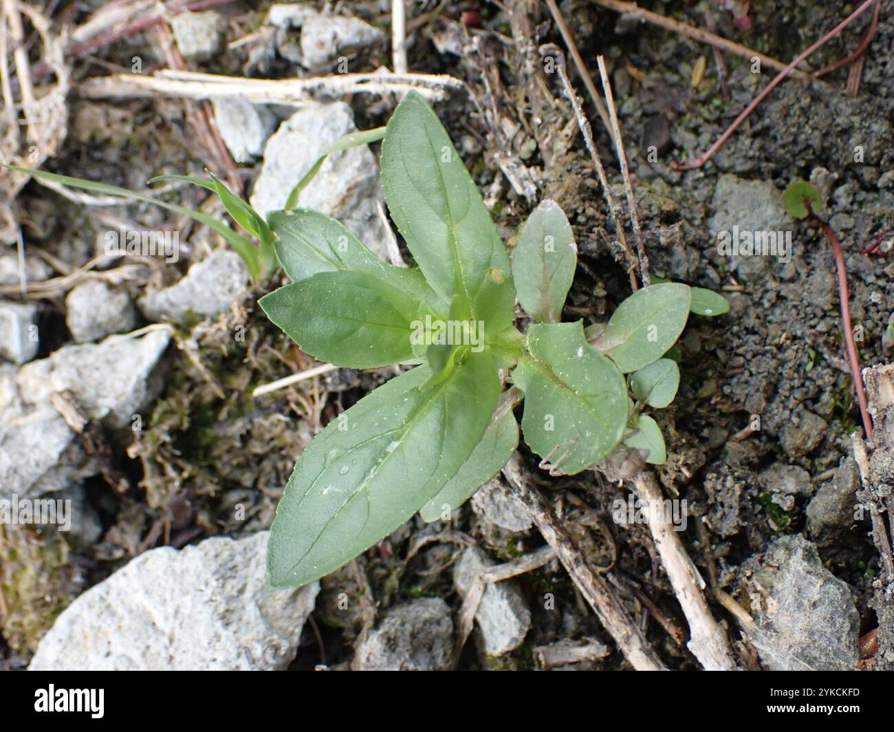 American brooklime (Veronica americana Stock Photo - Alamy
