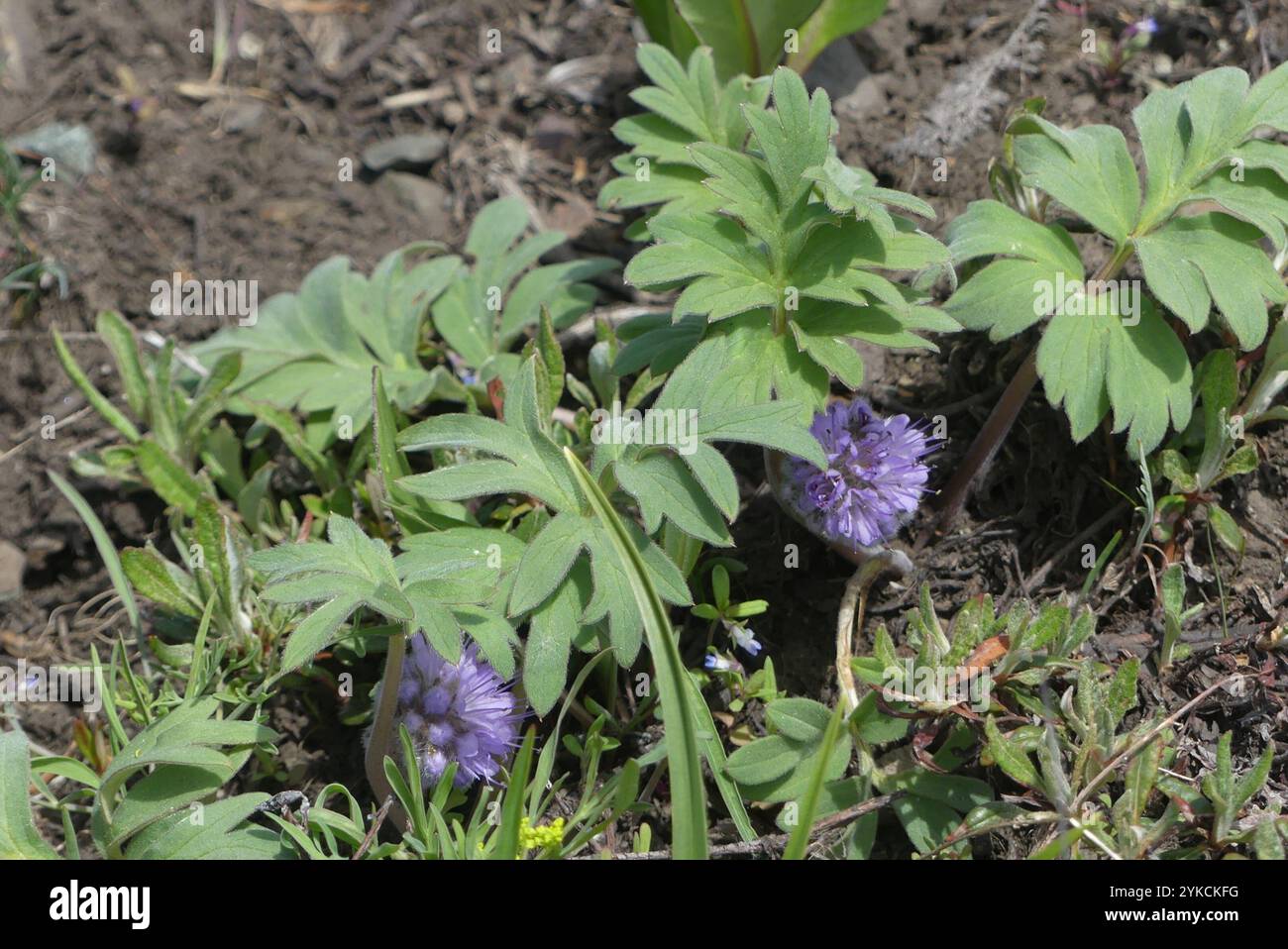 ballhead waterleaf (Hydrophyllum capitatum Stock Photo - Alamy