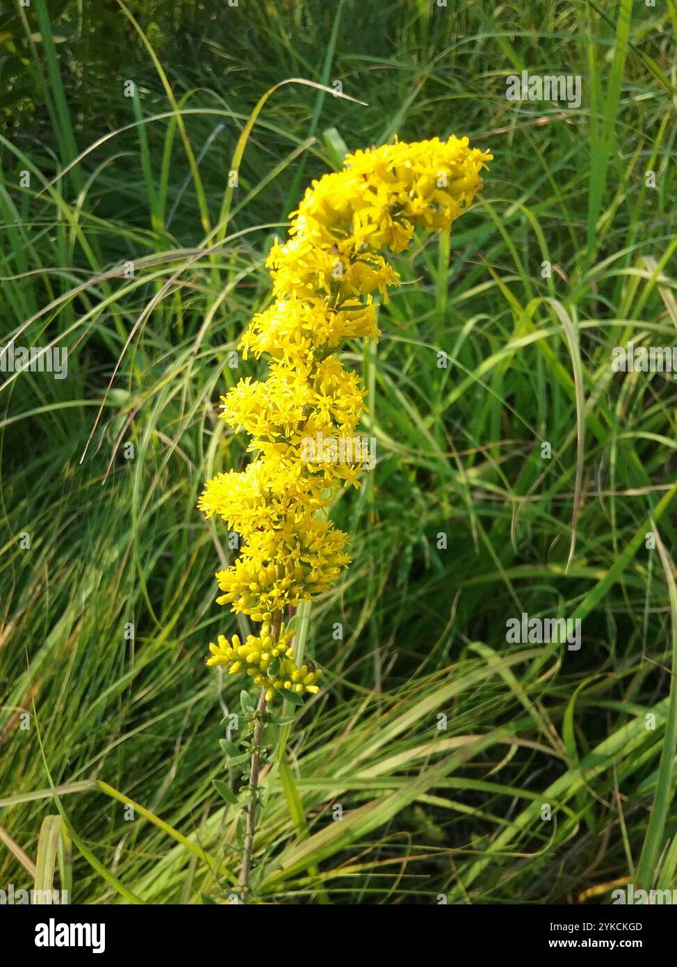 field goldenrod (Solidago nemoralis Stock Photo - Alamy