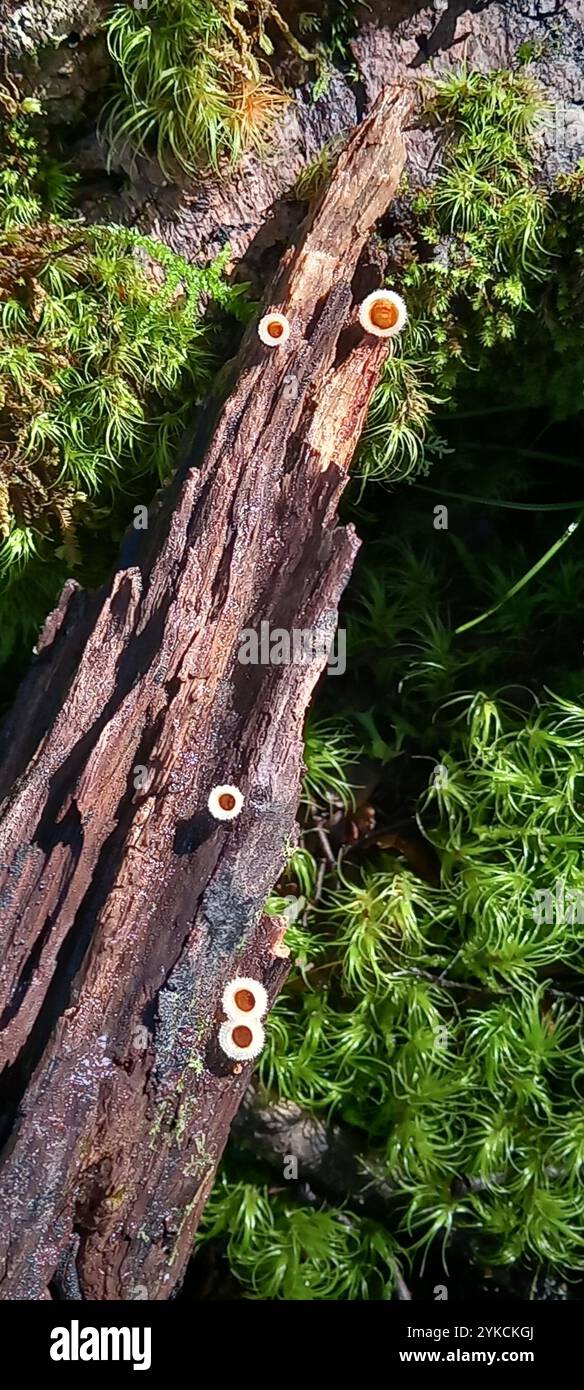 woolly bird's nest fungus (Nidula niveotomentosa Stock Photo - Alamy