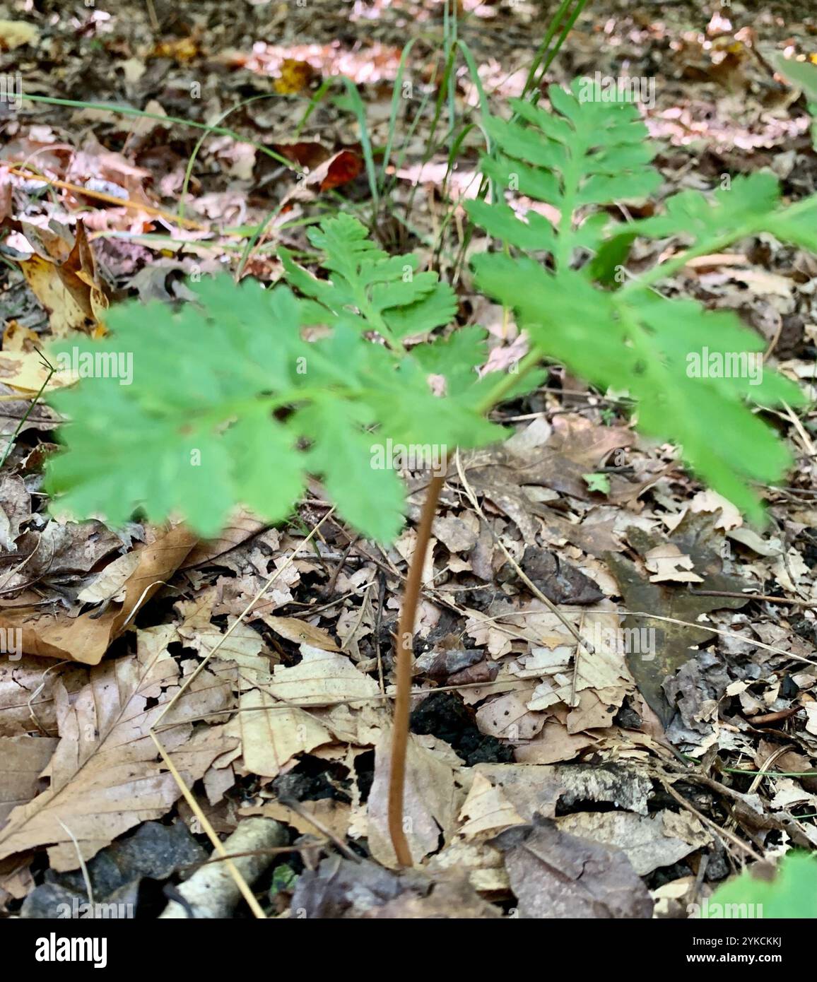 rattlesnake fern (Botrypus virginianus Stock Photo - Alamy