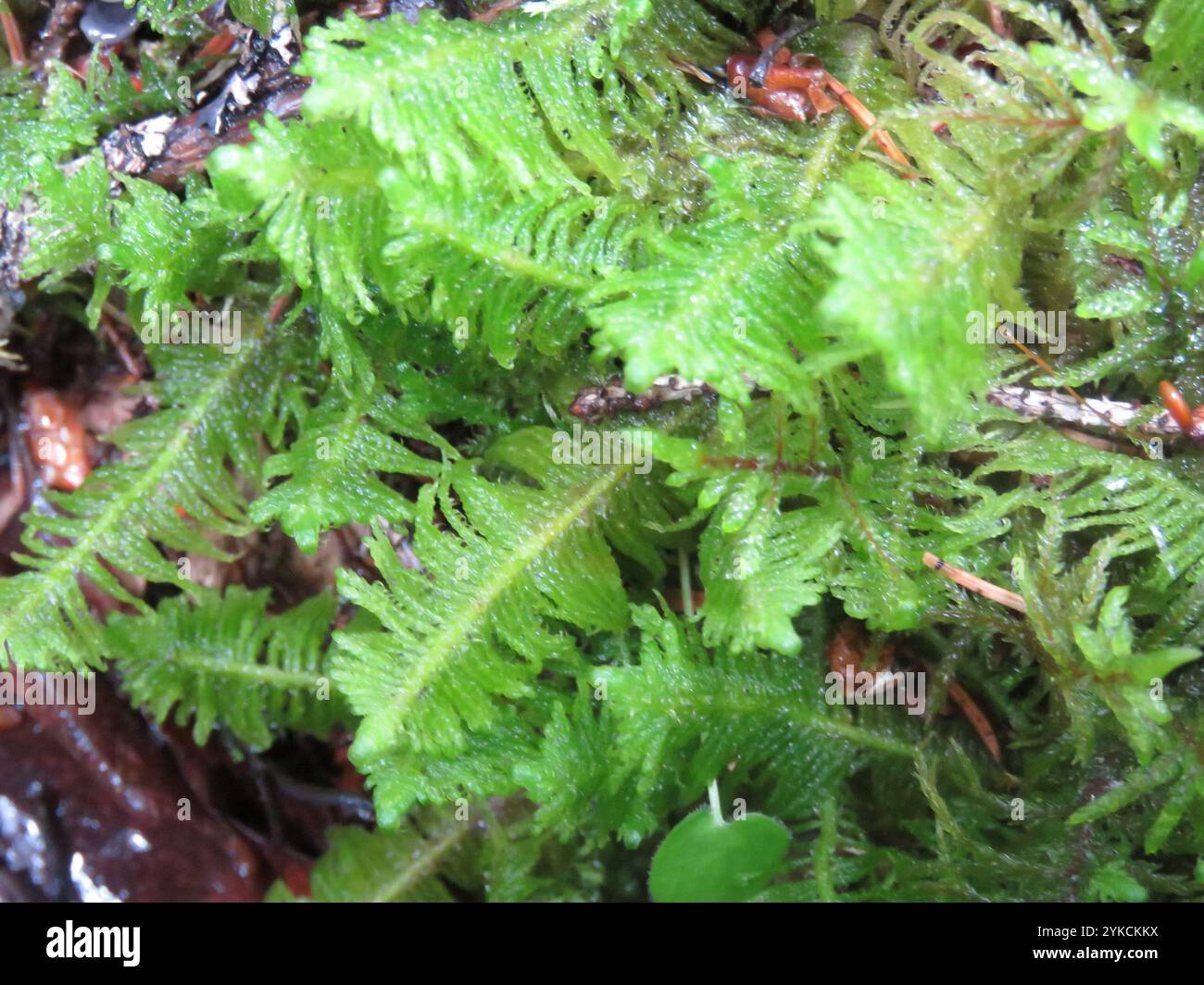 Ostrich-plume Moss (Ptilium crista-castrensis Stock Photo - Alamy