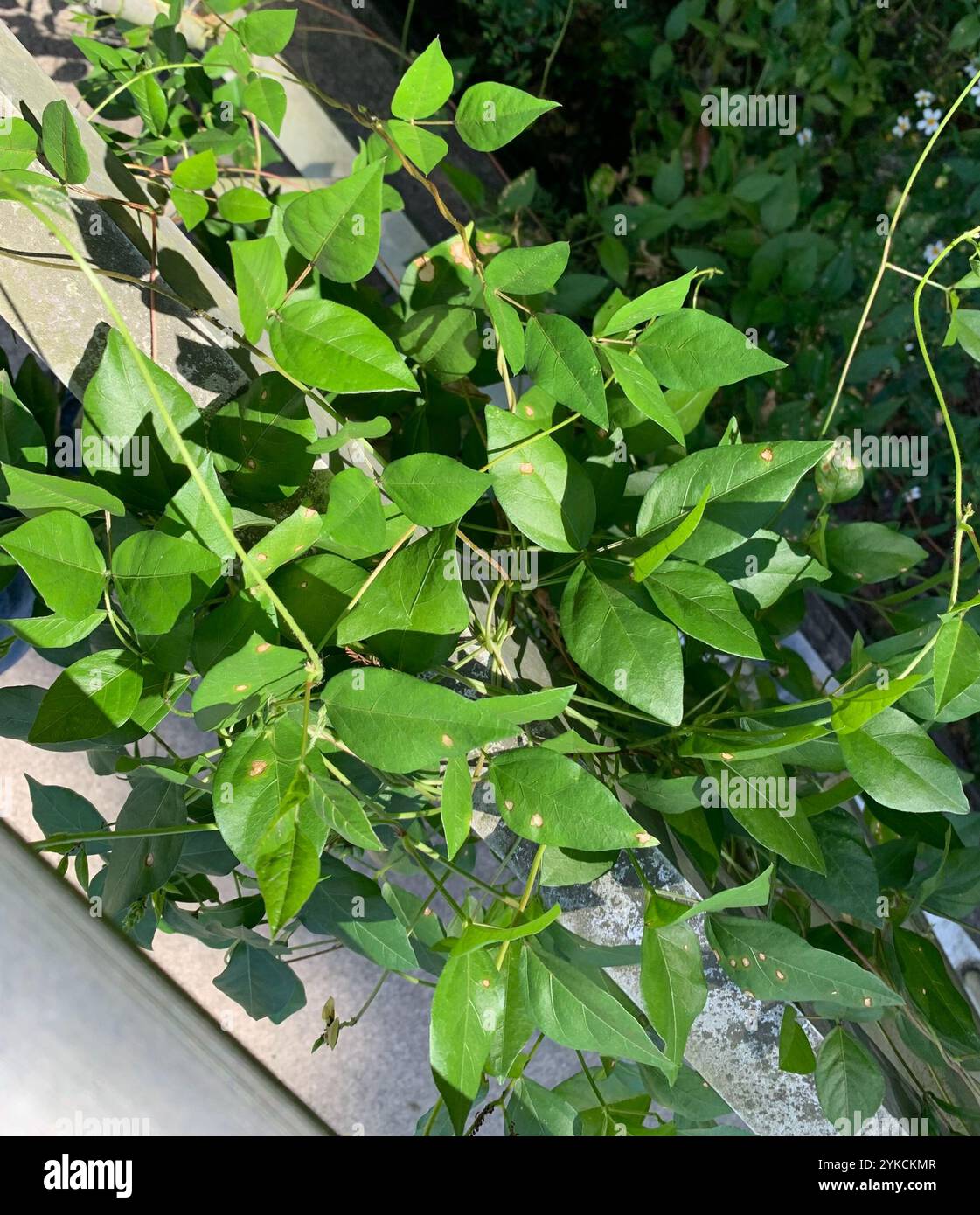 Wild Cowpea (Vigna luteola Stock Photo - Alamy