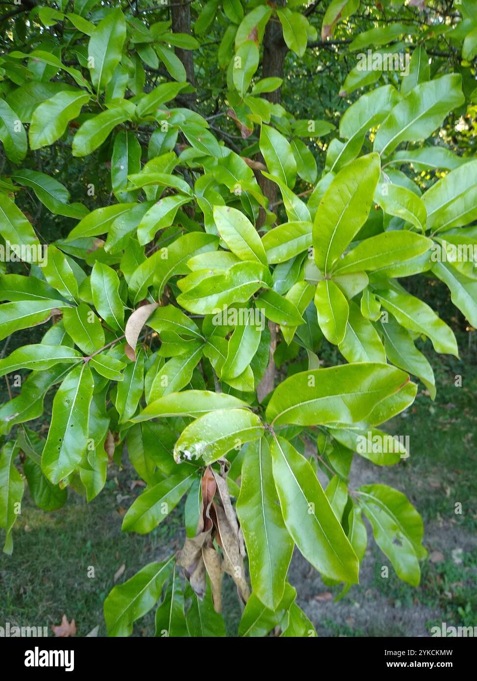 Quercus imbricaria hi-res stock photography and images - Alamy