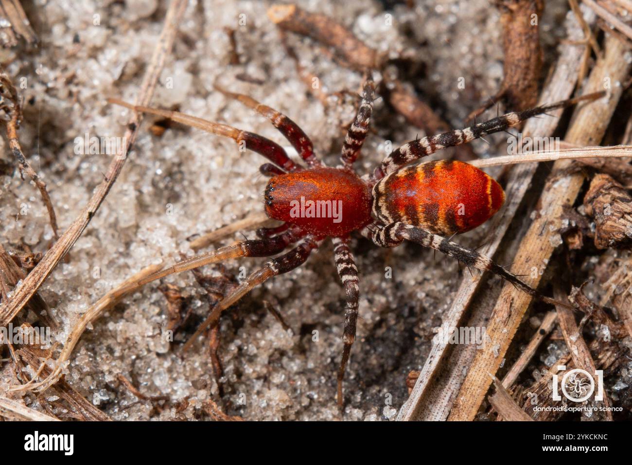 Orange Ant-mimic Sac Spider (Castianeira amoena Stock Photo - Alamy