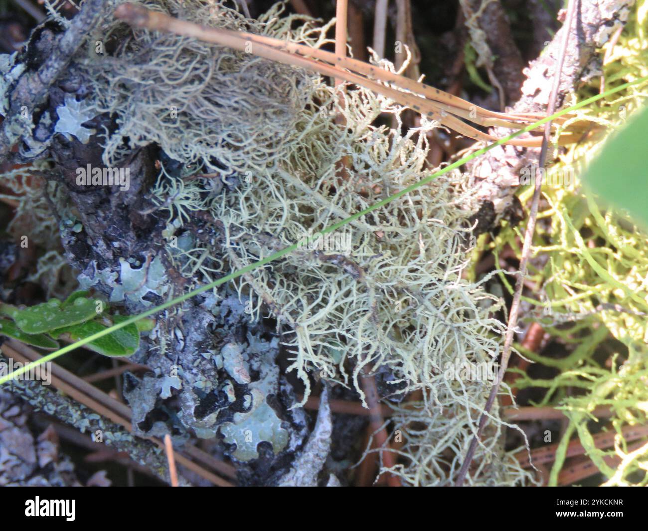 Bristly Beard Lichen (Usnea hirta Stock Photo - Alamy