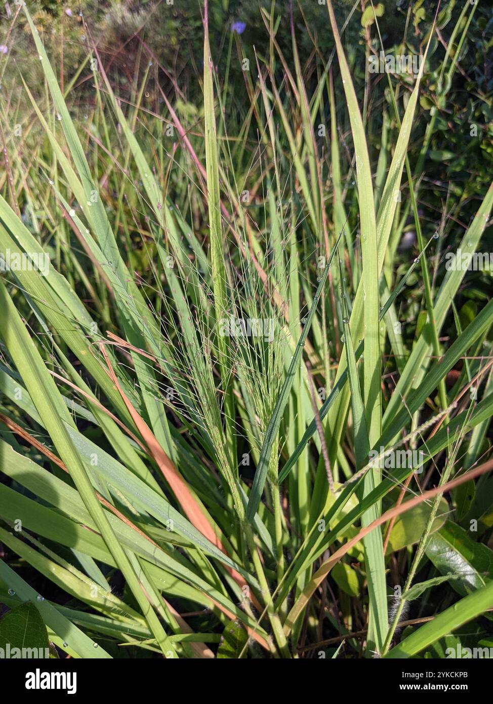 Purple Lovegrass (Eragrostis spectabilis Stock Photo - Alamy
