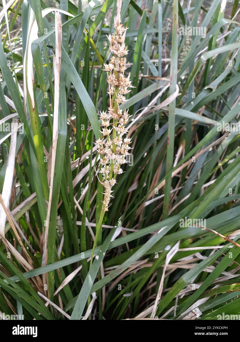 Spiny-headed Mat-rush (Lomandra longifolia Stock Photo - Alamy