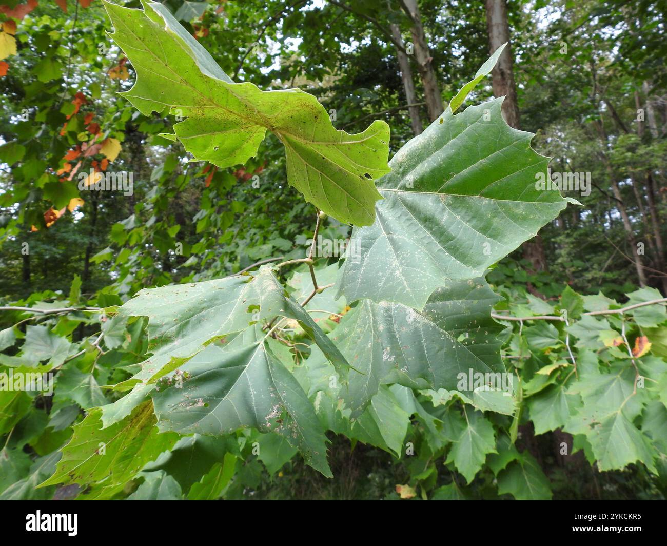American sycamore (Platanus occidentalis Stock Photo - Alamy