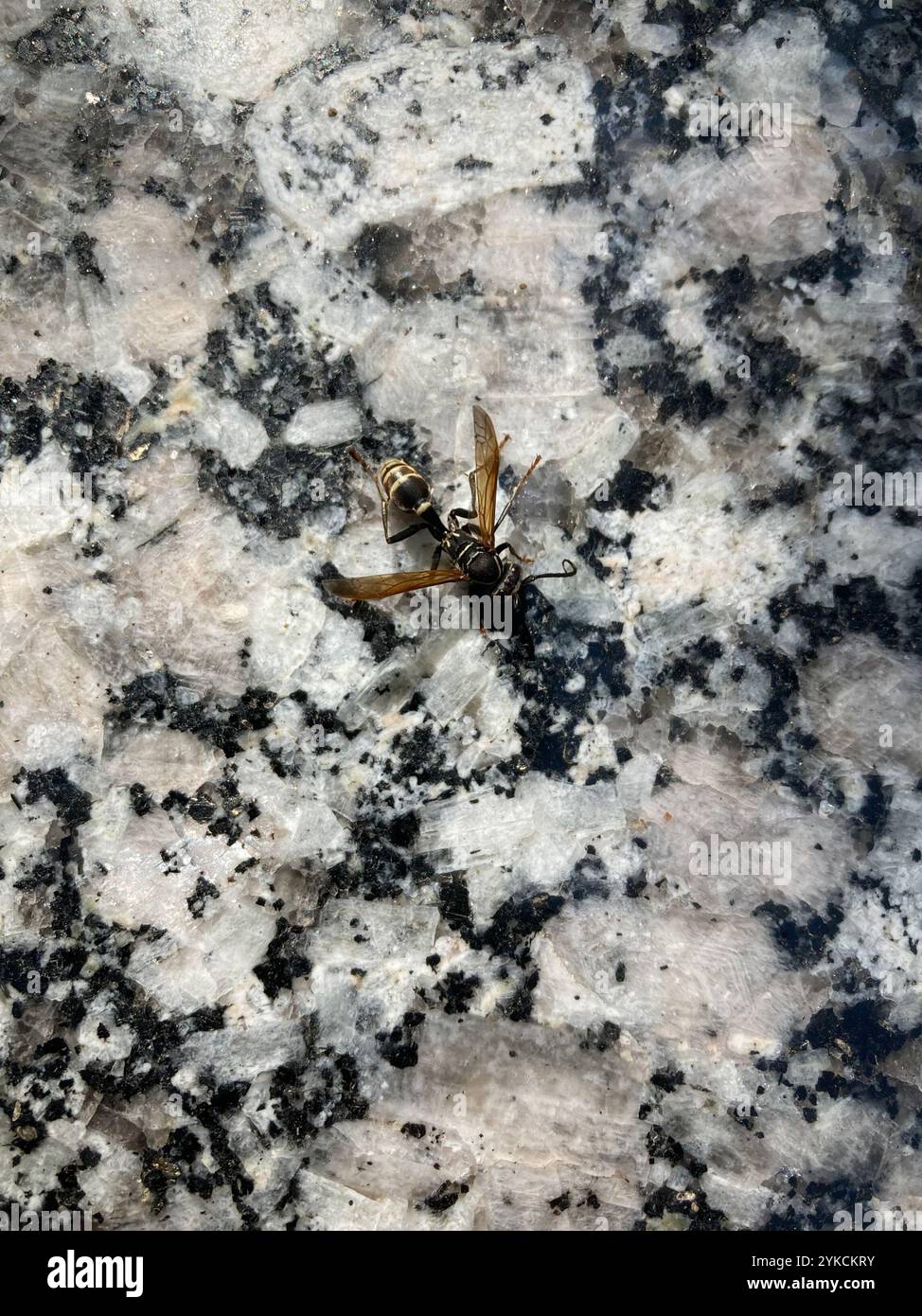 Western Paper Wasp (Mischocyttarus flavitarsis Stock Photo - Alamy