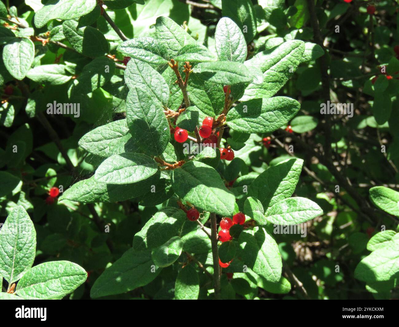 Canadian buffalo-berry (Shepherdia canadensis Stock Photo - Alamy