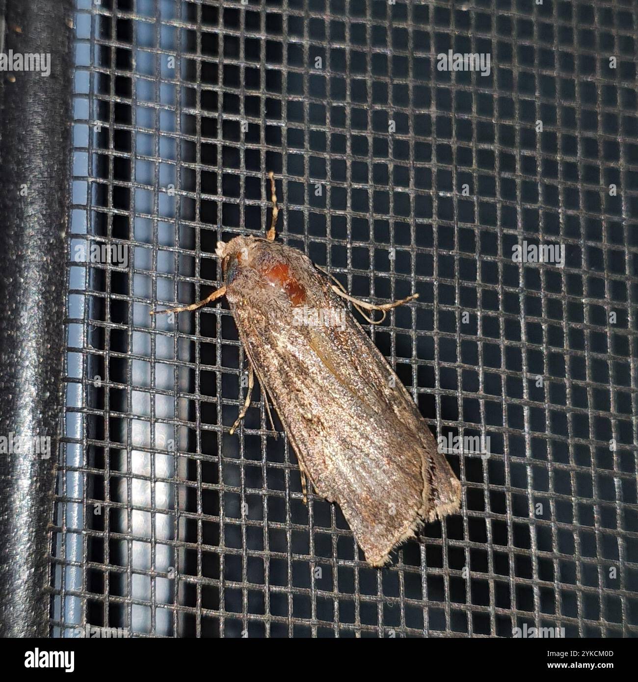 Cutworms and Dart Moths (Noctuinae Stock Photo - Alamy