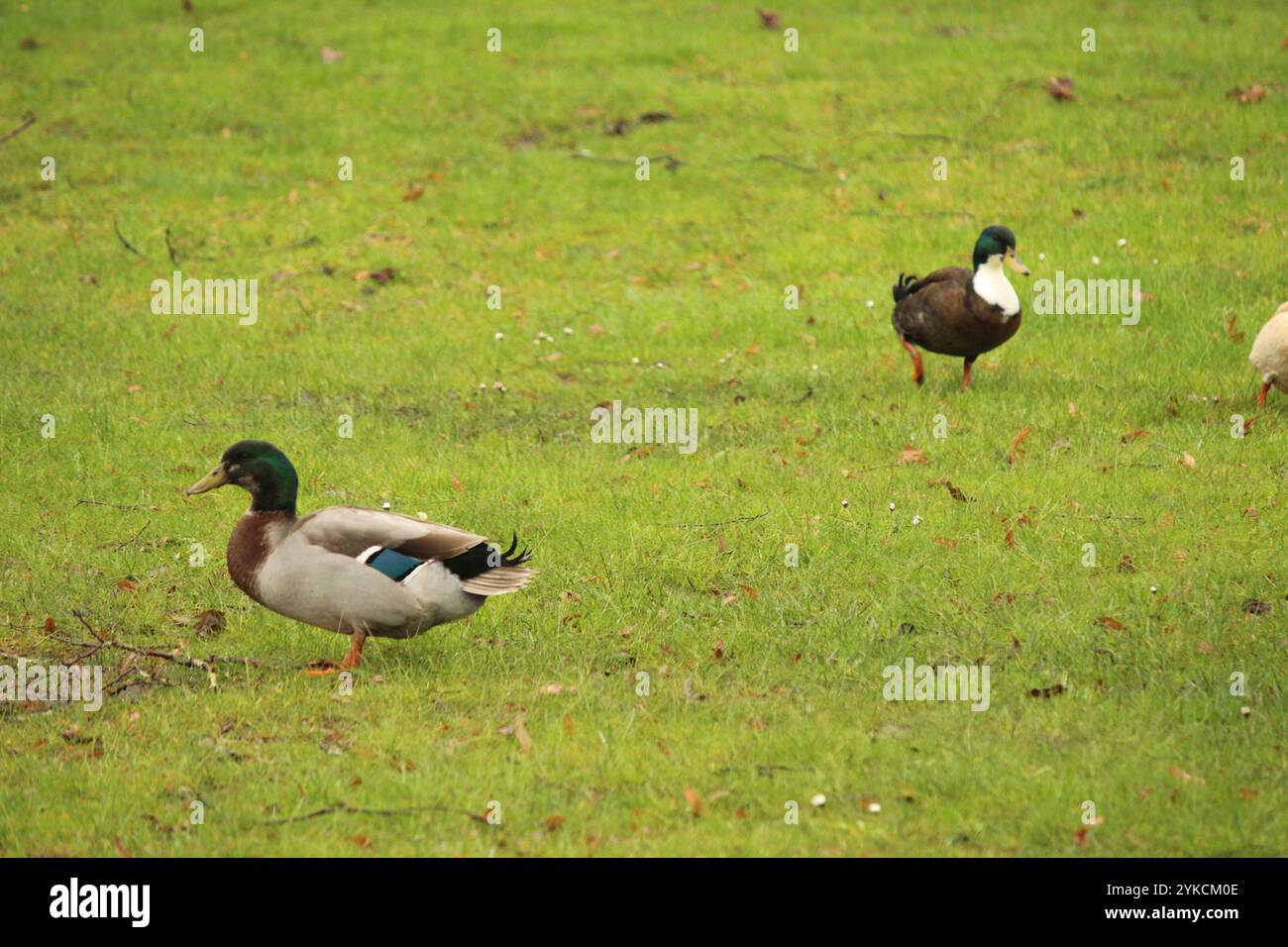 Domestic Mallard (Anas platyrhynchos domesticus Stock Photo - Alamy