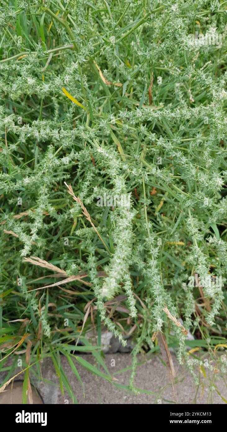 Grass-leaved Orache (Atriplex littoralis Stock Photo - Alamy