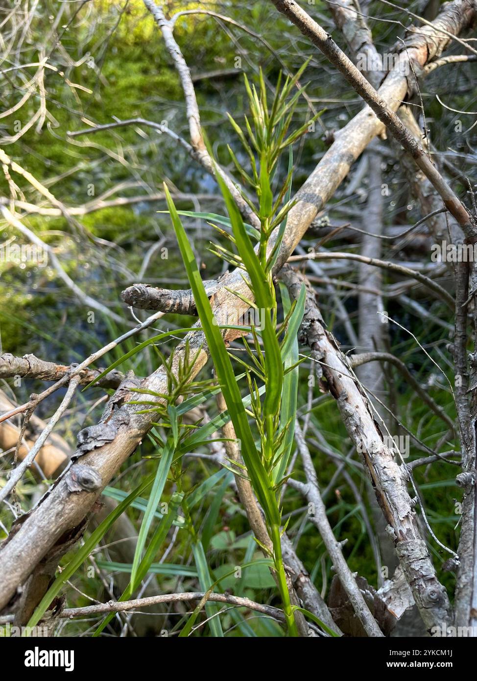 Three-way Sedge (Dulichium arundinaceum Stock Photo - Alamy